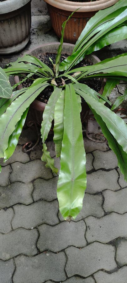 Asplenium Scorpio or Called Kadaka Can Also Be Grown in Pots, Take a ...