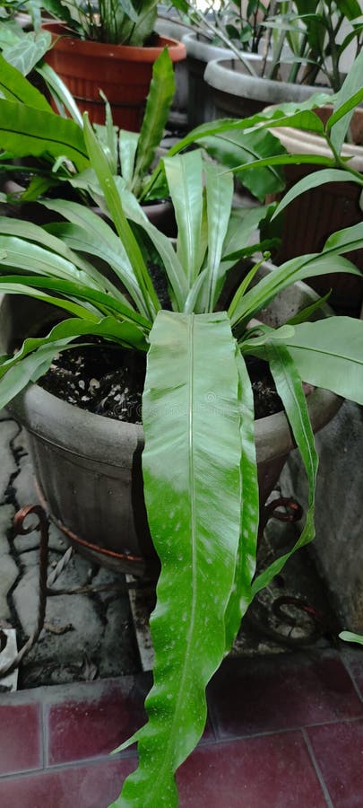 Asplenium Scorpio or Called Kadaka Can Also Be Grown in Pots, Take a ...
