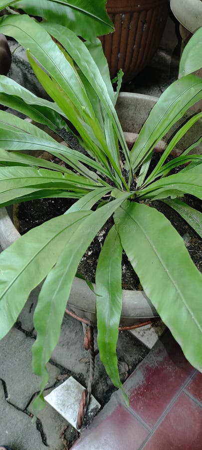 Asplenium Scorpio or Called Kadaka Can Also Be Grown in Pots, Take a ...