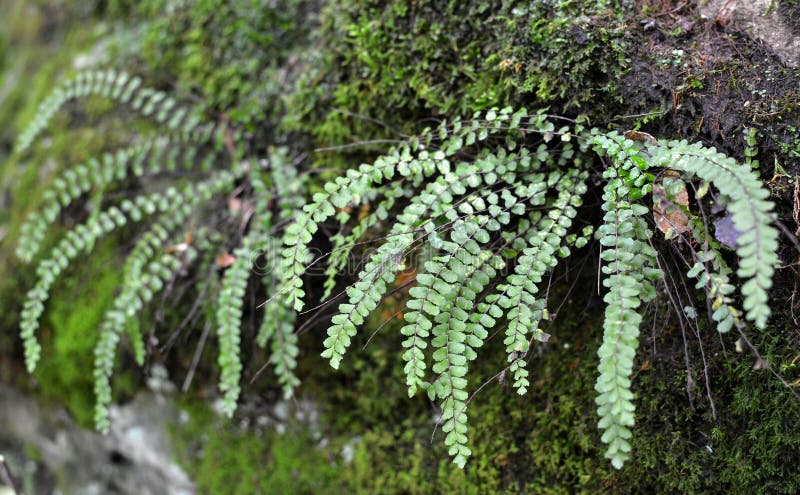 Asplenium Trichomanes Fern Grows on the Stone Stock Photo - Image of ...