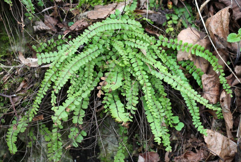Asplenium Trichomanes Fern Grows on the Stone Stock Photo - Image of ...