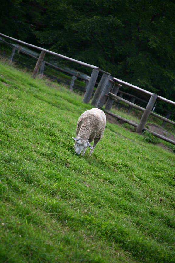 ASPM Japan stockfoto. Bild von ziege, gebäude, gras, bild - 76120376