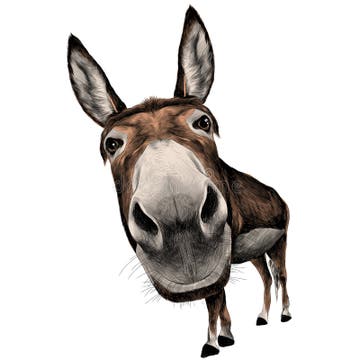 Mule Drawing Stock Illustrations – 2,318 Mule Drawing Stock ...