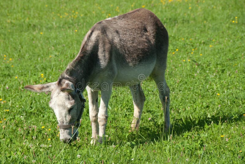An grassing on the field stock image. Image of field - 10893967