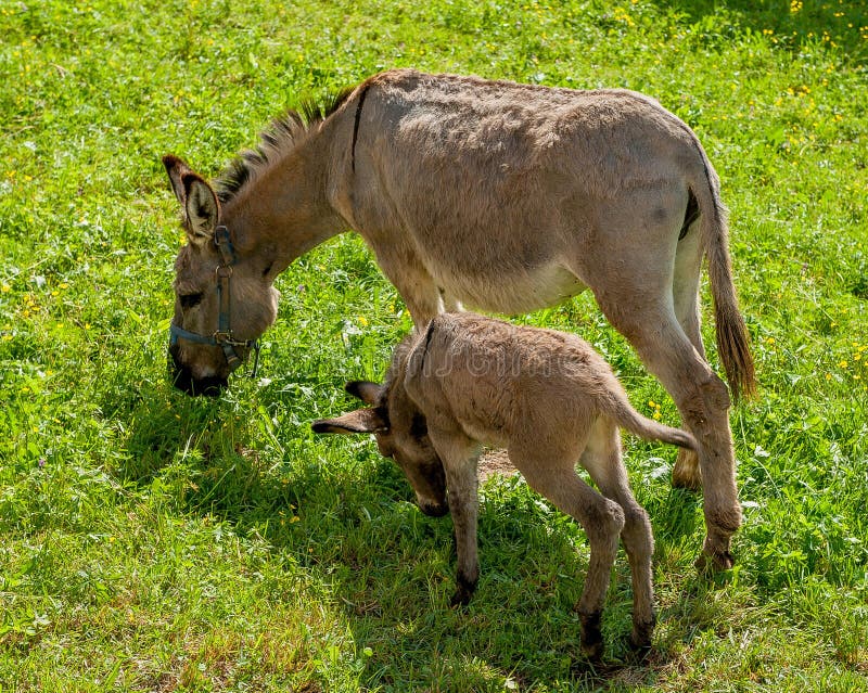 Donkey with foal stock image. Image of white, donkey - 104883323