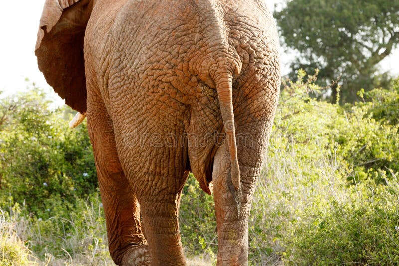 Count Elephants Stock Photos - Free & Royalty-Free Stock Photos from ...