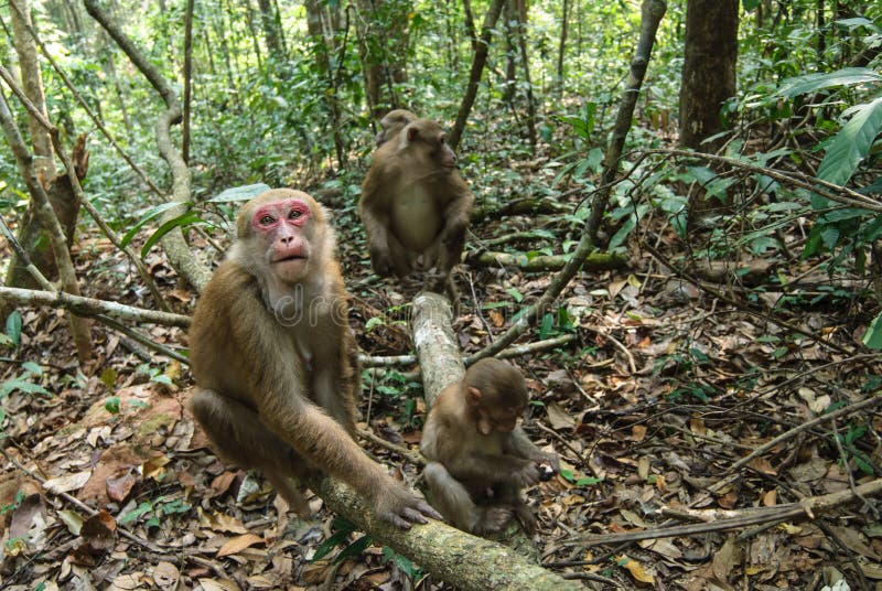 Assam macaque stock image. Image of field, face, african - 39426443