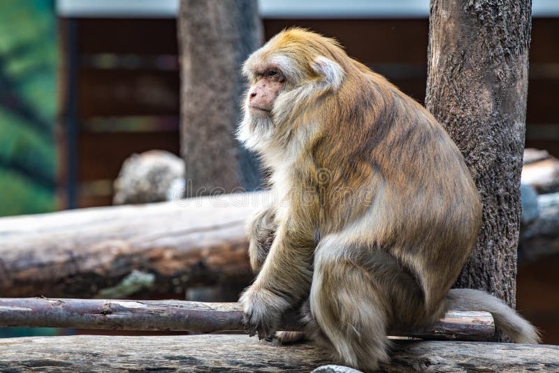 Assam Macaque in Thai stock photo. Image of nice, emotion - 143266560