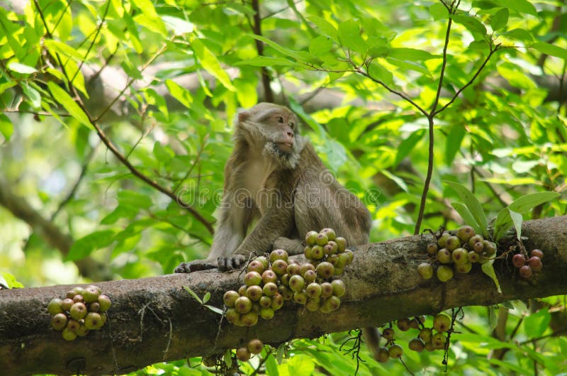 Assam macaque on the tree stock photo. Image of primate - 69396232