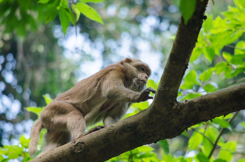 Assam macaque on the tree stock photo. Image of cute - 69395994