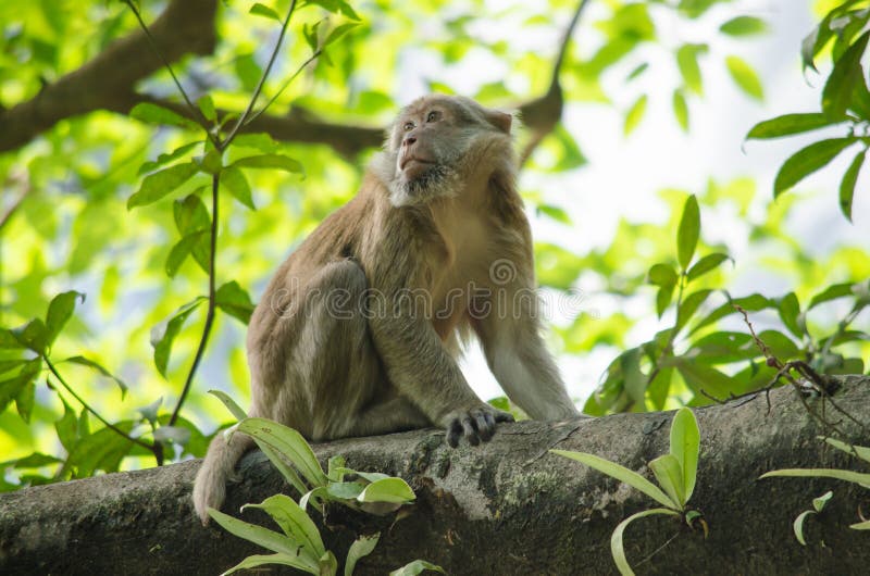 Assam macaque on the tree stock photo. Image of face - 69396036