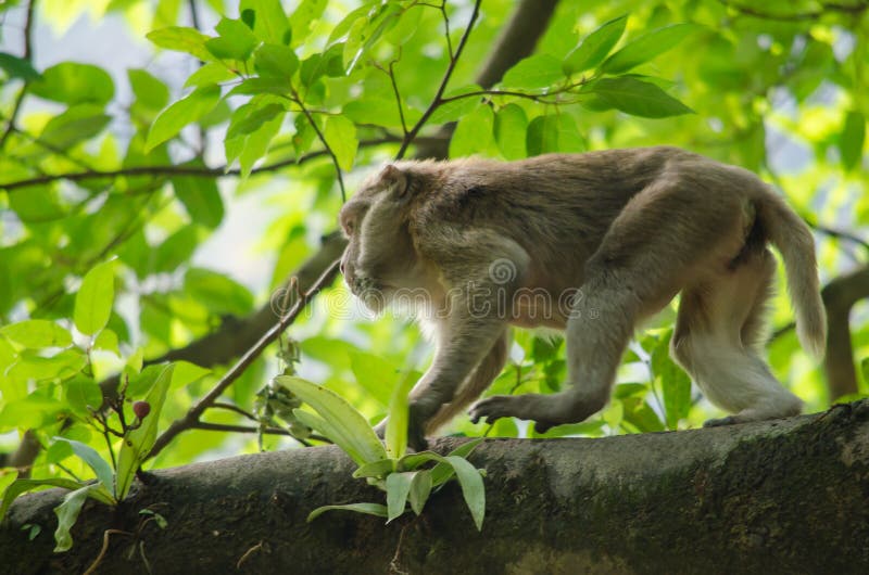 Assam Macaque is Swimming in River Stock Image - Image of animal ...