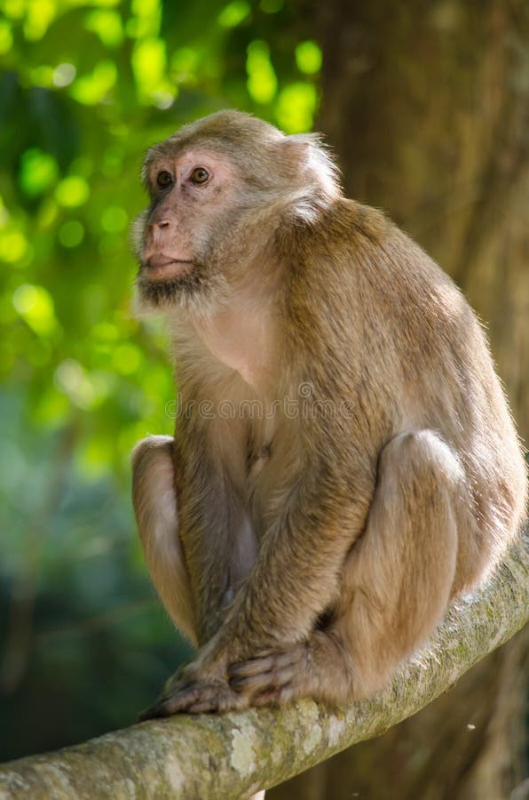 Assam macaque on the tree stock photo. Image of black - 69396318