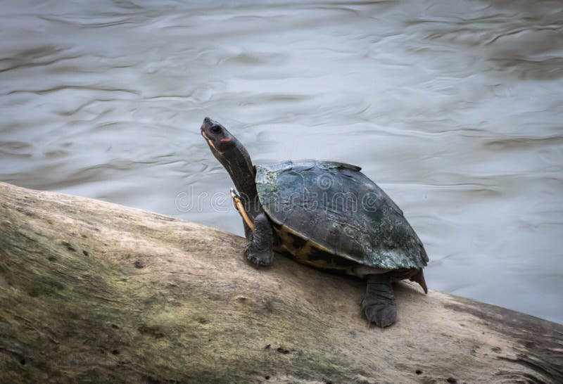 Assam roofed turtle stock image. Image of crocodile - 232535757