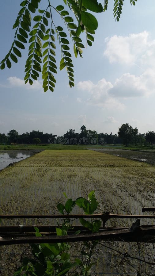 Assam Village Farm Sky Tree Stock Image - Image of water, field: 195807599
