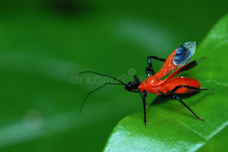 Colorful Shield Bug stock image. Image of garden, biology - 17357707