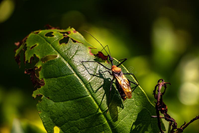 Assassin bug on leaf stock photo. Image of close, wildlife - 220513288