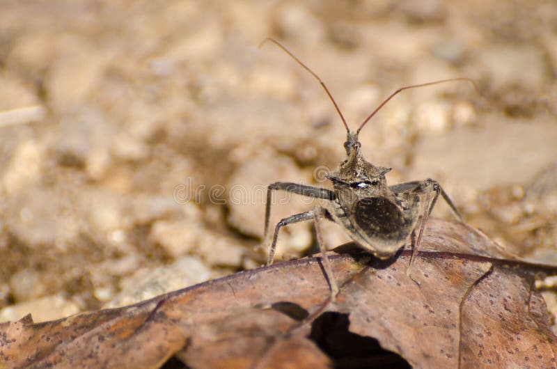 Assassin Bug stock photo. Image of insect, autumn, leaf - 22137288