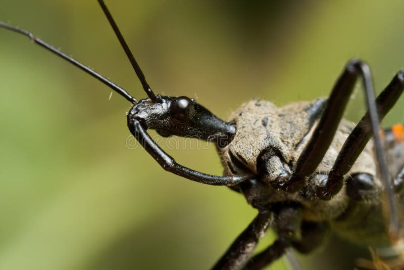 Assassin bug stock image. Image of proboscis, macro, antenna - 8189455