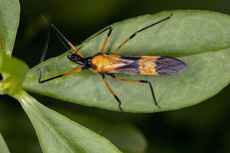 Assassin Bug stock photo. Image of adult, armillatus - 195488078