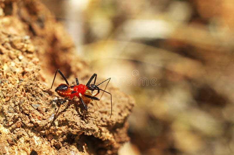 Assassin Bug Attack Termite Stock Photos - Free & Royalty-Free Stock ...