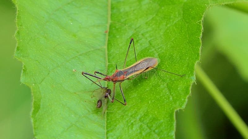 Assassin Bug Beetle Eating Insect. Stock Video - Video of green, larva ...