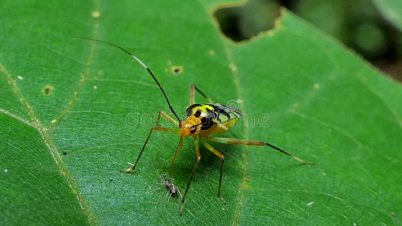 Assassin Bug Beetle Eating Larva. Stock Video - Video of forest ...