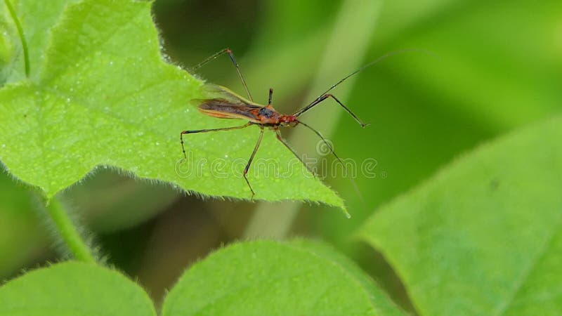 Assassin Bug Beetle Eating Larva. Stock Footage - Video of leaf ...