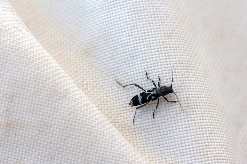 Assassin bug stock image. Image of black, long, biology - 120185213