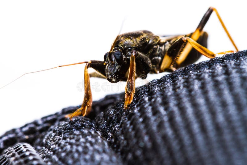 Assassin bug stock photo. Image of animal, walking, copy - 30361672