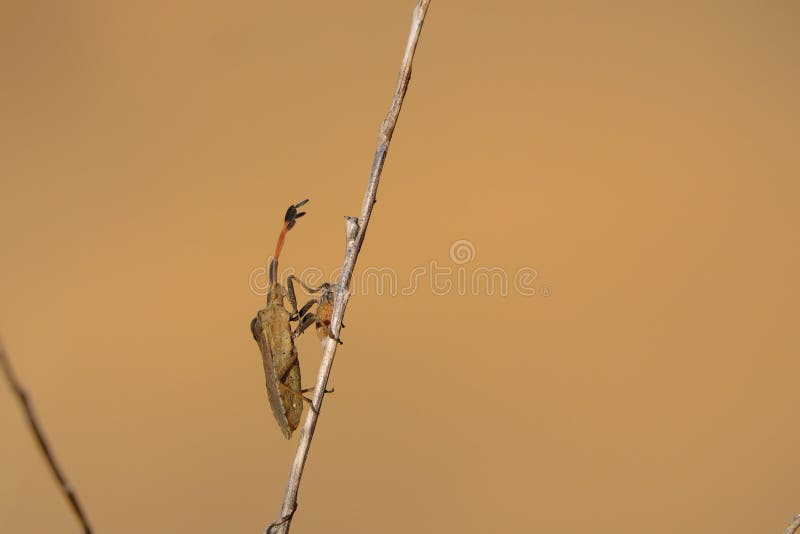 Assassin bug stock image. Image of assassin, close, wild - 189628053