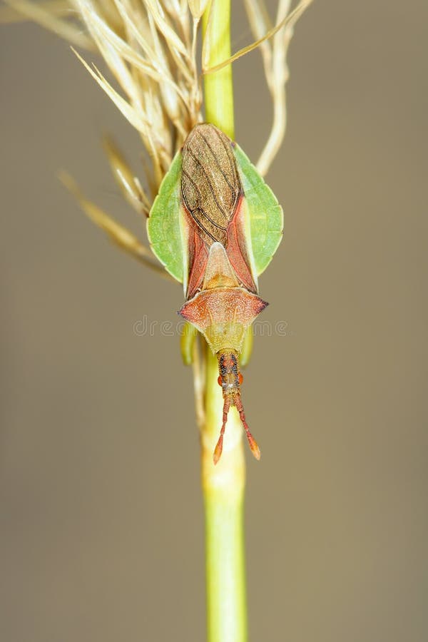 Assassin Bug Scientific Name: Sycanus Collaris Stock Image - Image of ...