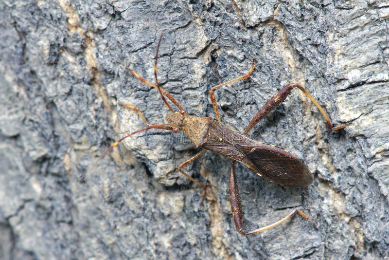 Assassin bug stock image. Image of reduviidae, bark, shieldbug - 43497343