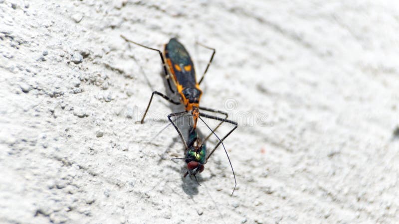 Assassin bug eating a fly stock image. Image of cotacachi - 177772421