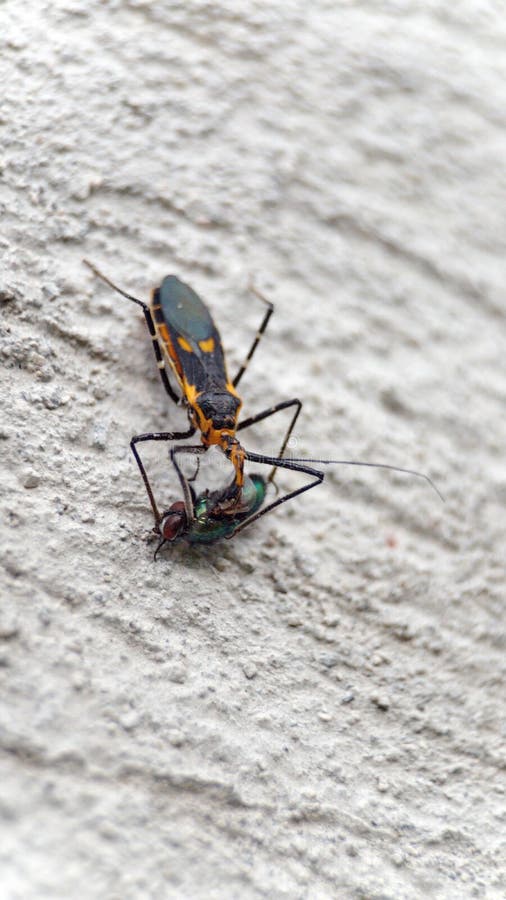 Assassin bug eating a fly stock photo. Image of south - 184149992