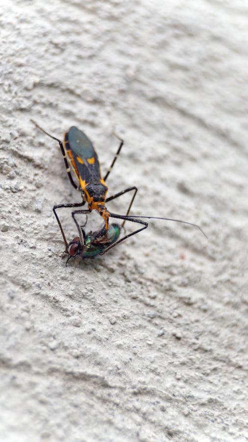 Assassin bug eating a fly stock photo. Image of insect - 185258956