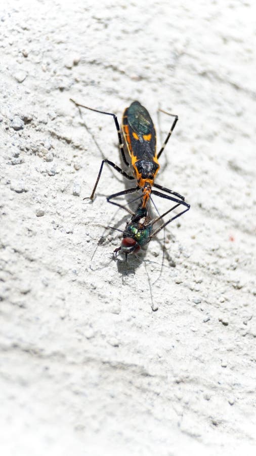 Assassin bug eating a bee stock image. Image of insect - 28076265