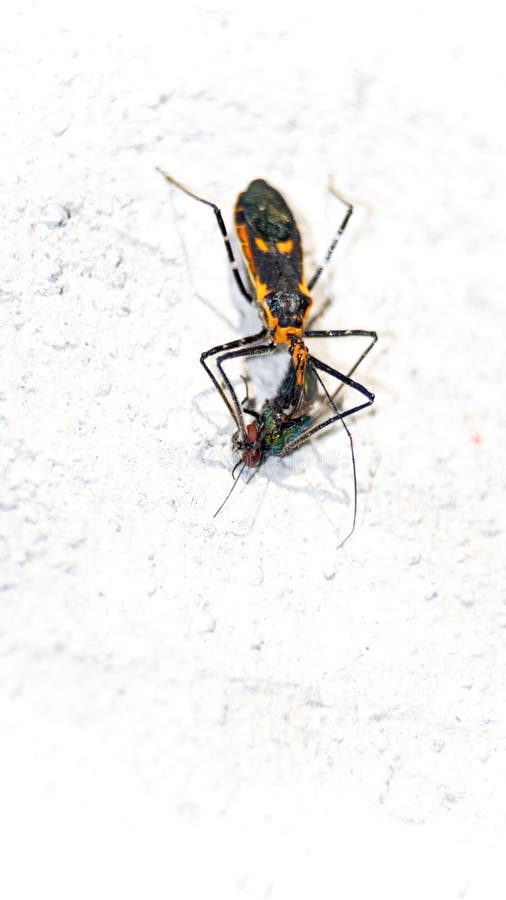 Assassin bug eating a fly stock photo. Image of insect - 185258956