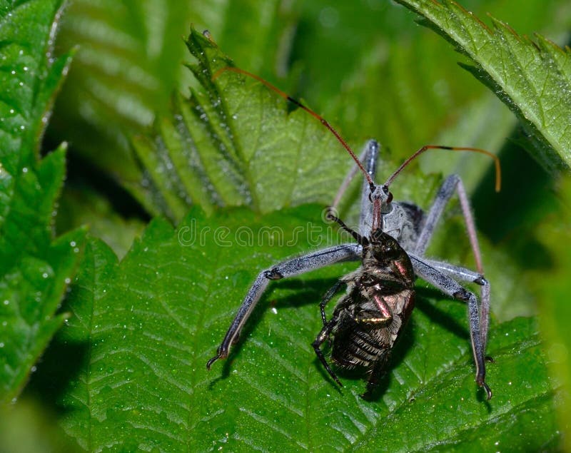 Assassin Bug Eating a Japanese Beetle Stock Photo - Image of arthropoda ...