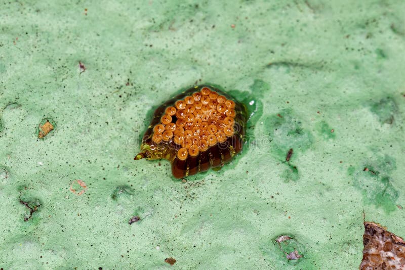 Assassin Bug Eggs stock photo. Image of macro, true - 250655274 Assassin Bug Eggs stock photo. Image of macro, true - 250655274