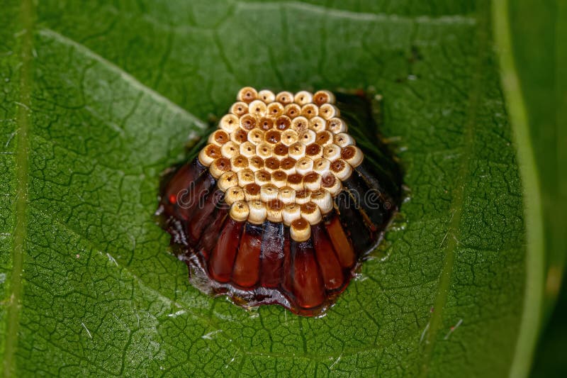 Assassin Bug Eggs stock photo. Image of garden, entomology - 238164300 Assassin Bug Eggs stock photo. Image of garden, entomology - 238164300