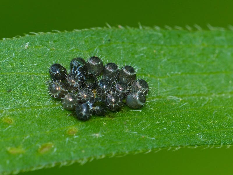 Assassin Bug Eggs On A Green Leaf Stock Photo - Image of happy, plant ... Assassin Bug Eggs On A Green Leaf Stock Photo - Image of happy, plant ...