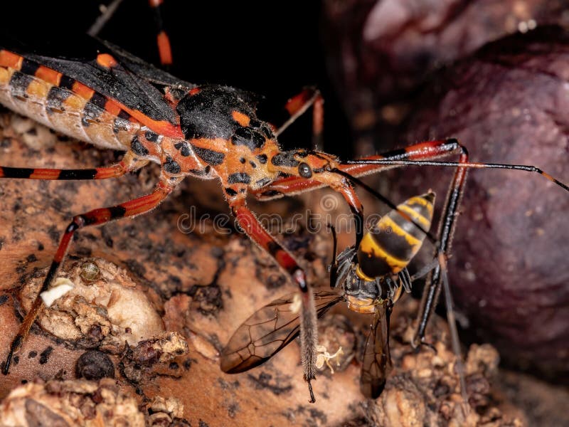 Assassin Bug stock image. Image of background, armillatus - 196086565