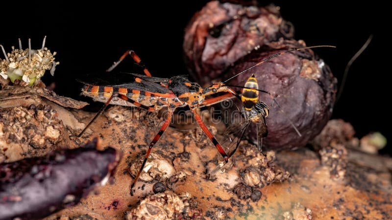 Assassin Beetles Stock Photos - Free & Royalty-Free Stock Photos from ...