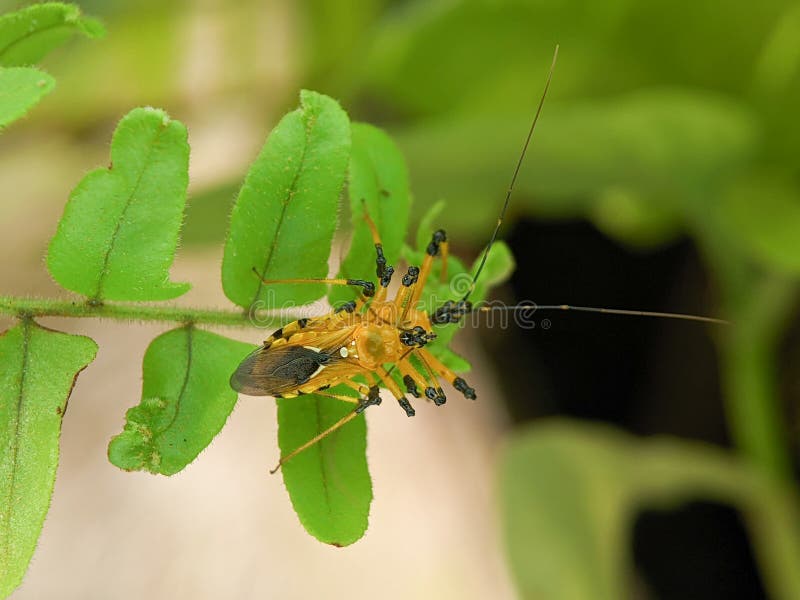 Assassin Bug Harpactorinae Mating on a Green Leaf Stock Image - Image ...