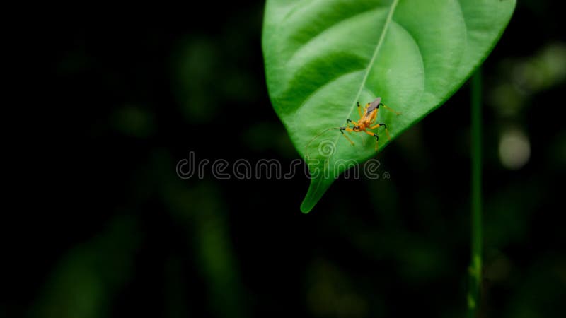 An Assassin Bug is an Insect Known for Its Predatory Behavior. Stock ...