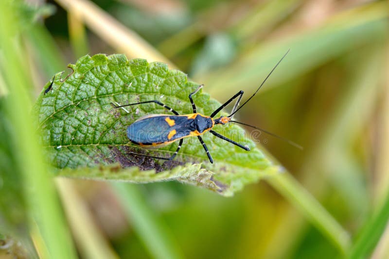 Assassin Bug photo stock. Image du coléoptère, assassin - 141429374