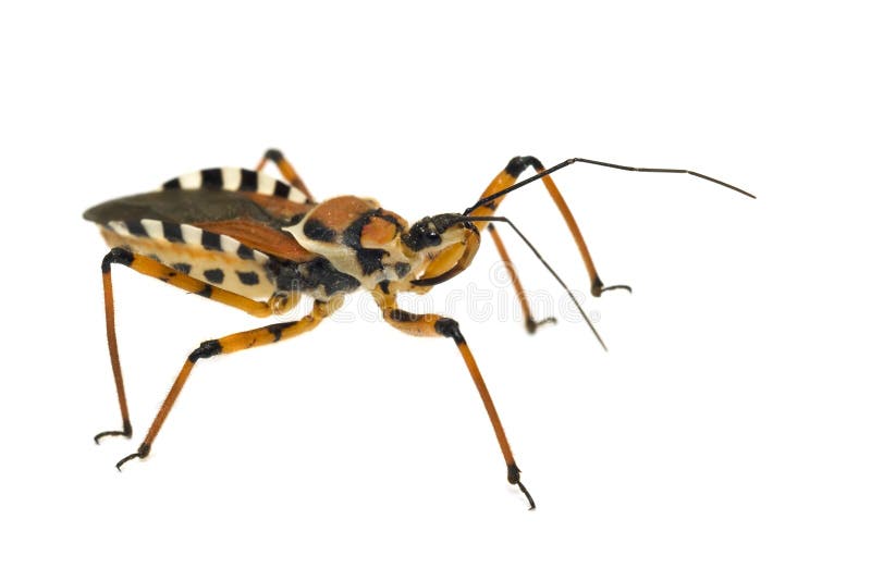 Assassin Bug Isolated on White Stock Photo - Image of close, pselliopus ...