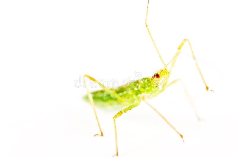Assassin Bug Isolated in White Stock Photo - Image of droplets ...