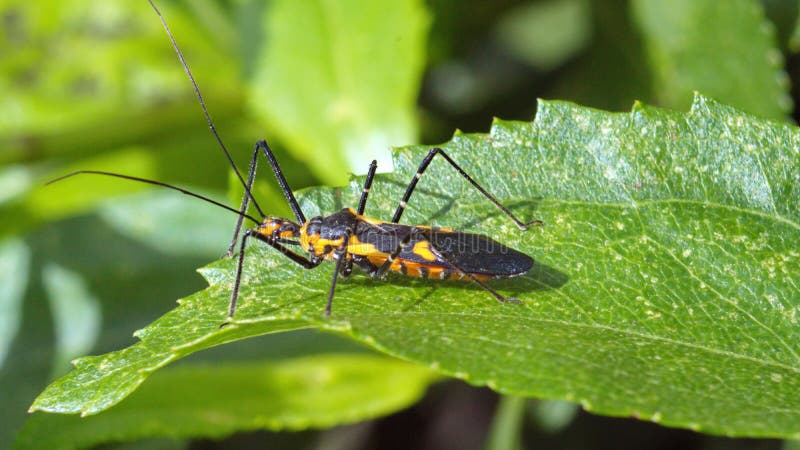 Assassin bug on a leaf stock photo. Image of assassin - 263777770